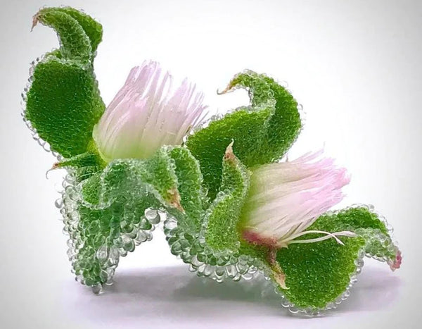 Ice Plant