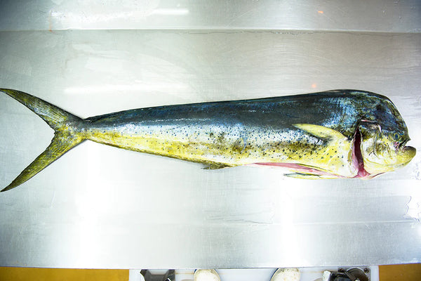 Cooking Mahi Mahi at Home: Tips, Tricks, and Exotic Spices | Four Star ...