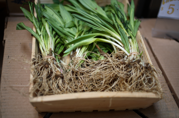 10 Fascinating Facts About Ramps That Every Home Chef Should Know ...