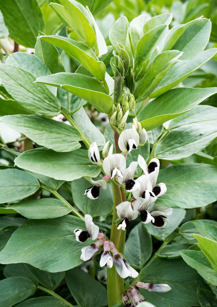 Discover the Versatility of Fava Leaves: A Beginner's Guide for Home C ...