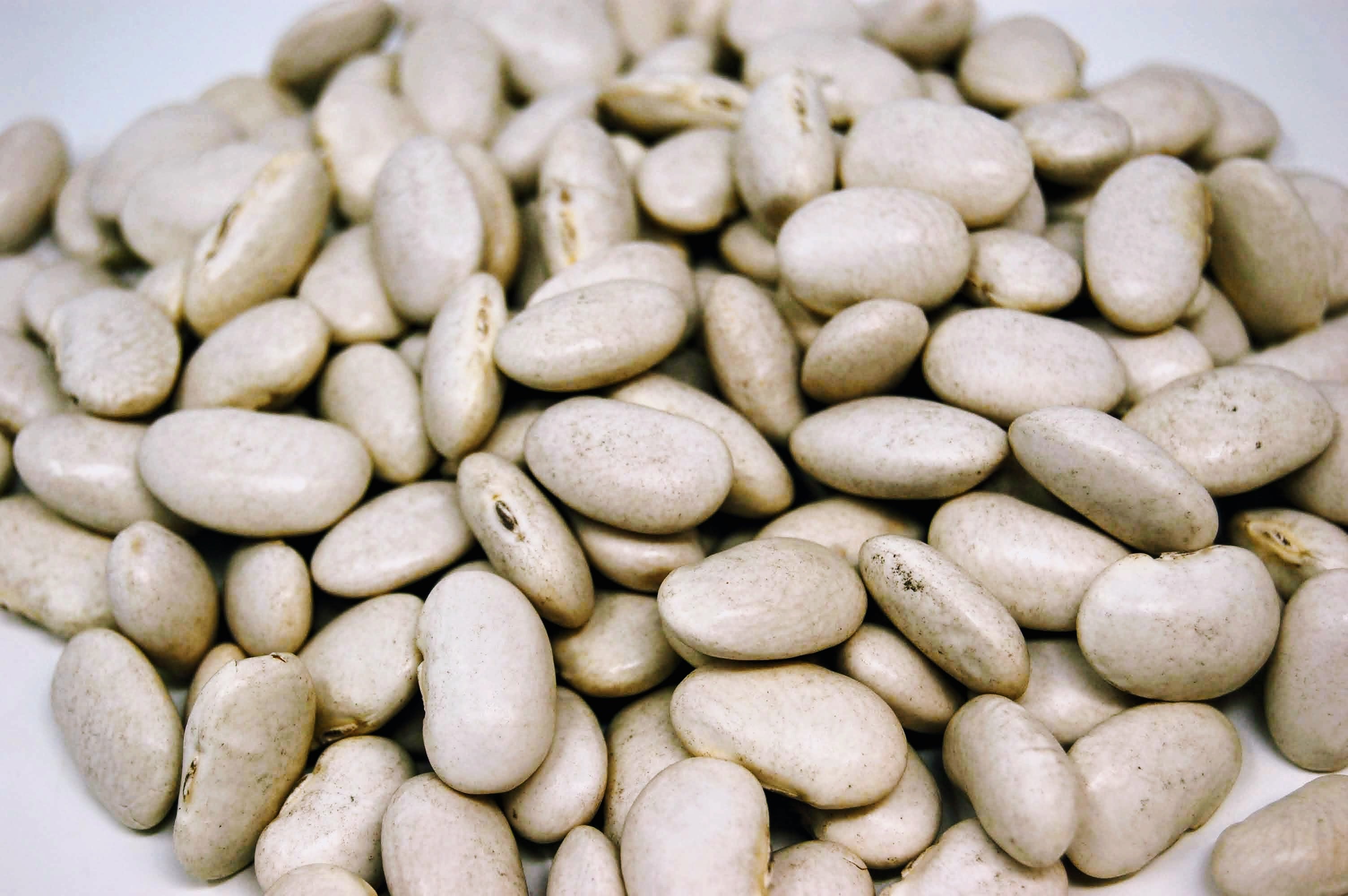 Italian Butter Beans (Iacopi) - Lb – Four Star Seafood and Provisions