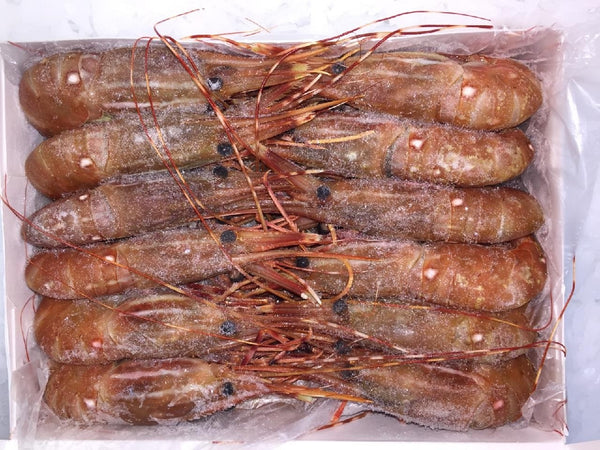 Canadian Spot Prawns (Head On) - 2.2lb – Four Star Seafood and Provisions