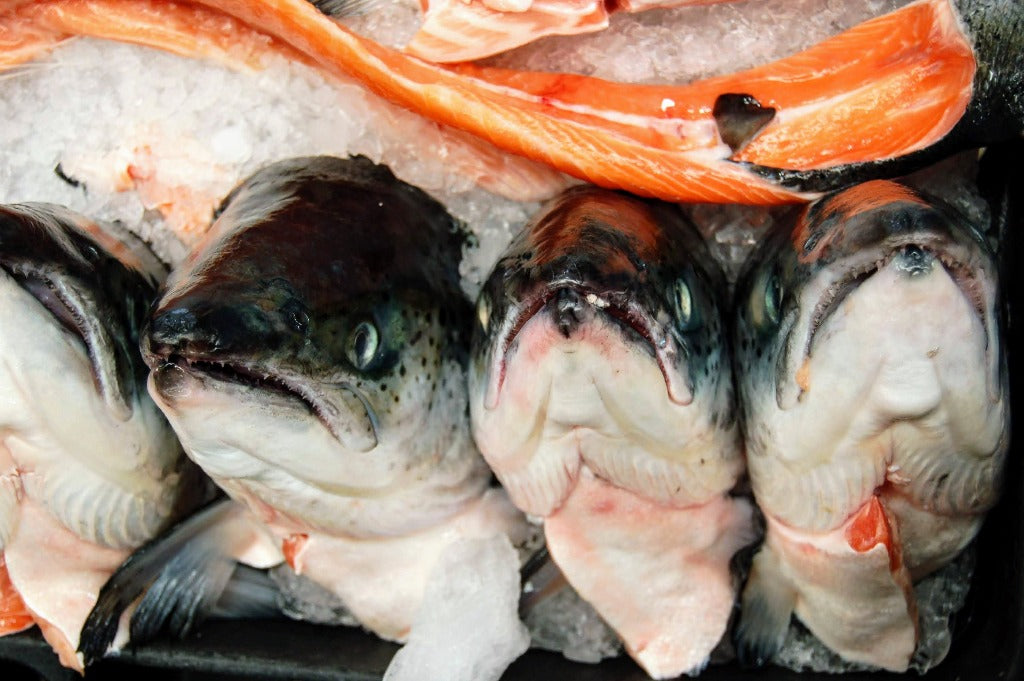Salmon Fish Heads- 2 lbs – Four Star Seafood and Provisions